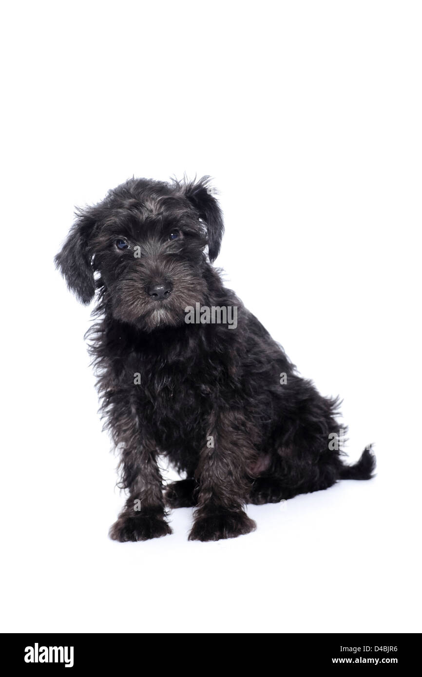 White little dog shot Cut Out Stock Images & Pictures - Alamy