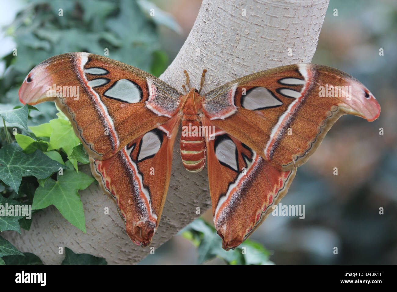 Large brown moth hi-res stock photography and images - Alamy