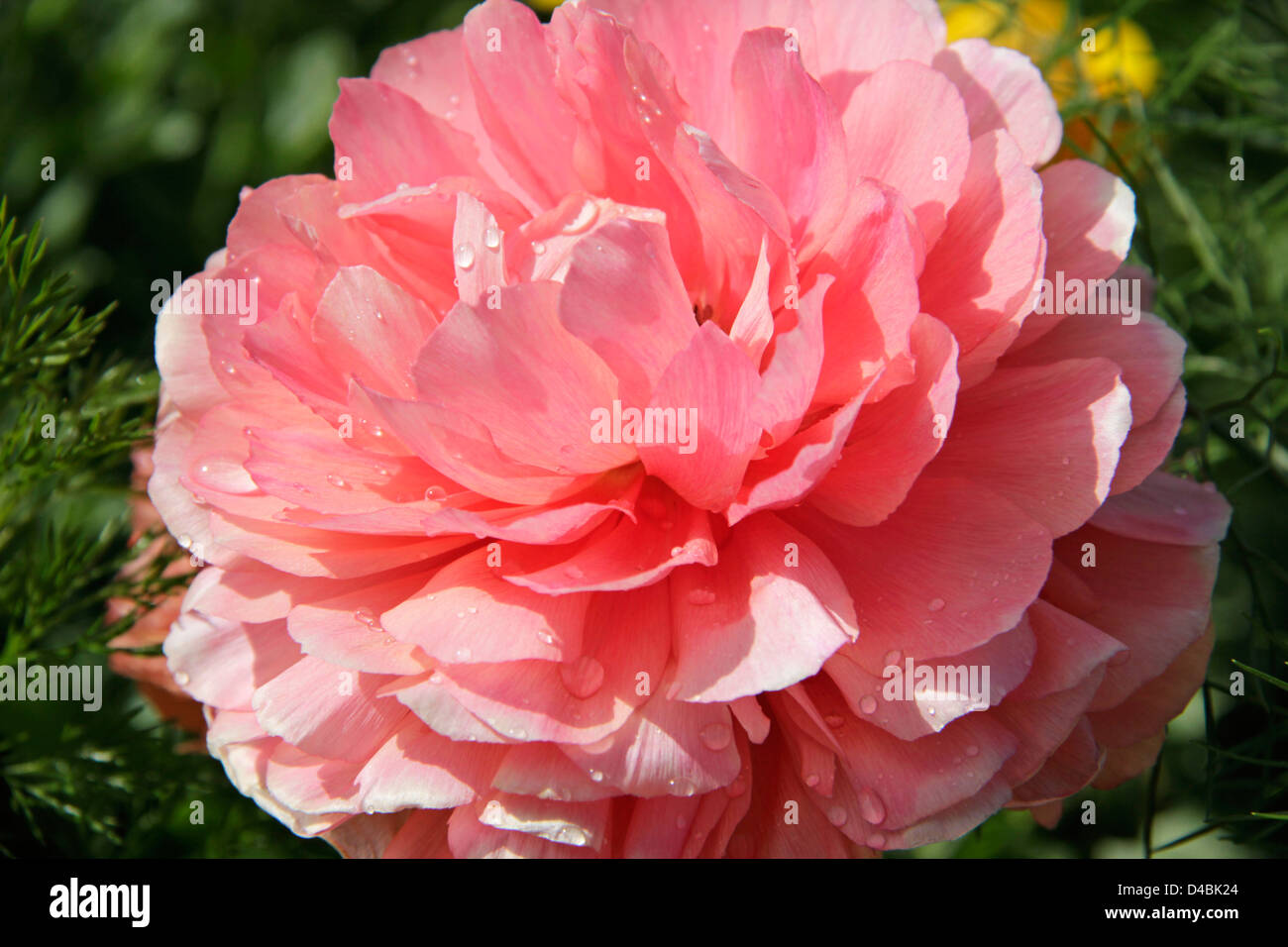 Pink Persian buttercup with water drops, Ranunculus asiaticus Stock ...