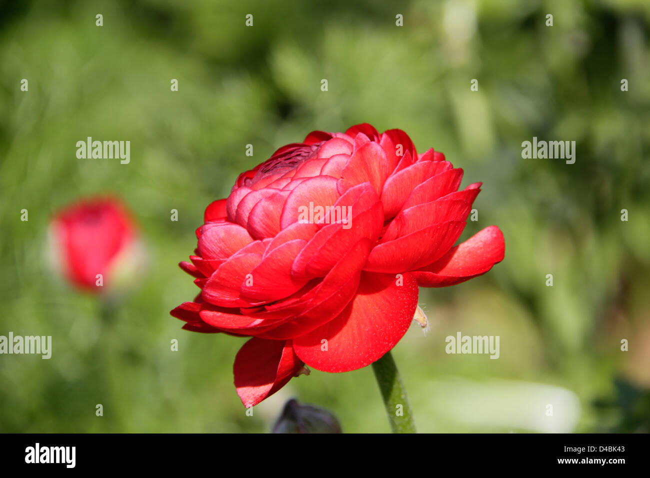 Red Persian buttercups, Ranunculus asiaticus Stock Photo - Alamy