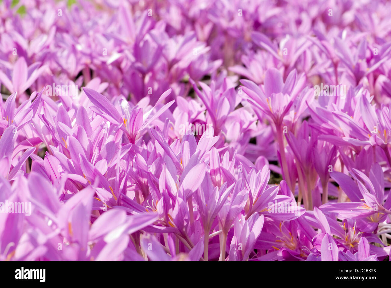 Large autumn crocus hi-res stock photography and images - Alamy