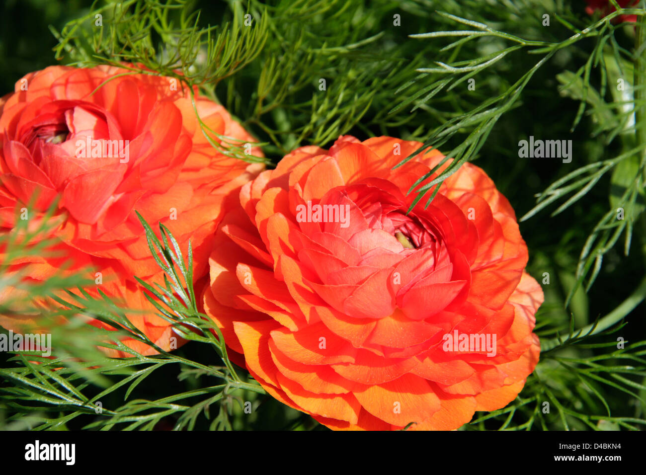 Couple of orange Persian buttercups ( Ranunculus asiaticus Stock Photo ...