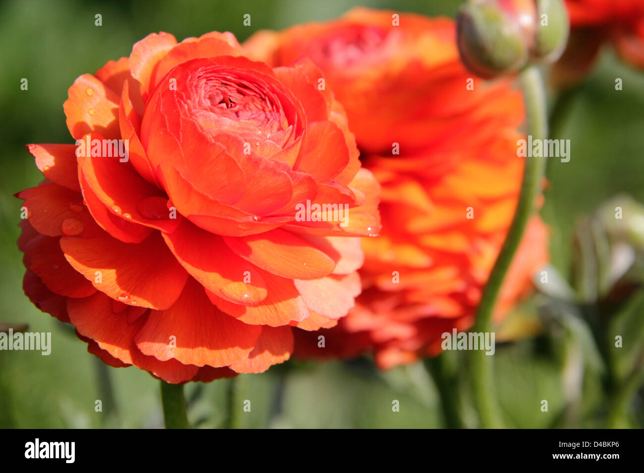 Couple of orange Persian buttercups ( Ranunculus asiaticus).Shallow DOF ...