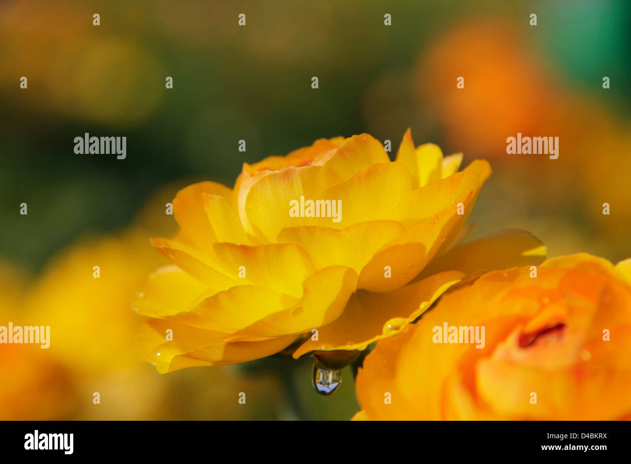 Side view of yellow Persian buttercup with heavy dew drop hangs on ...