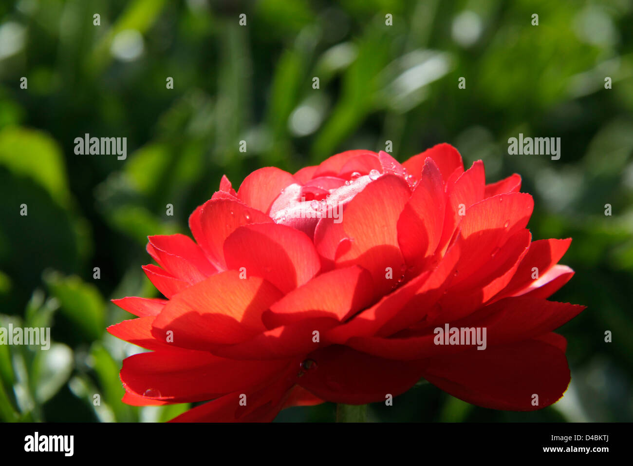 Side view of red Persian buttercup with water drops ( Ranunculus ...