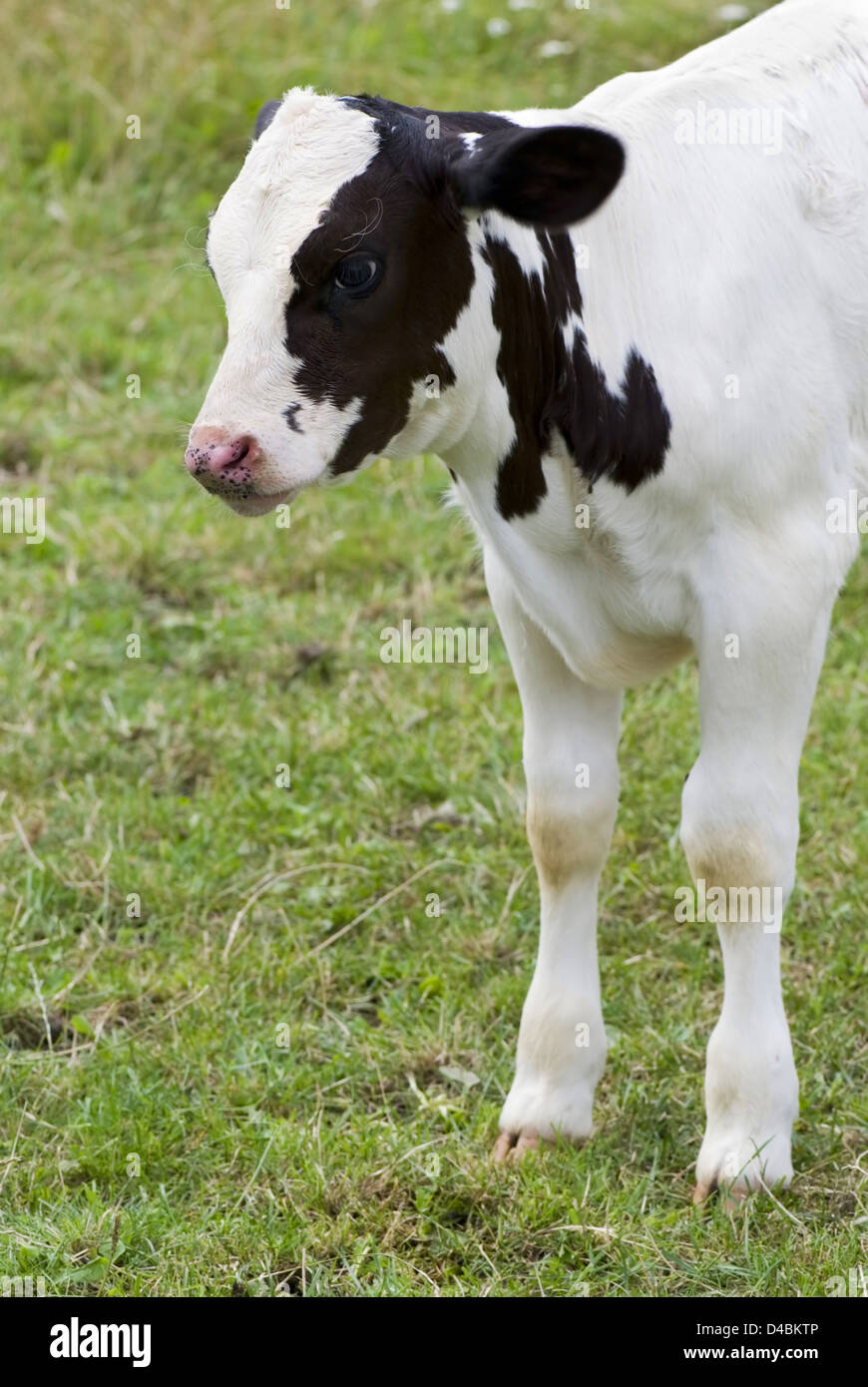 Veal calf hi-res stock photography and images - Alamy