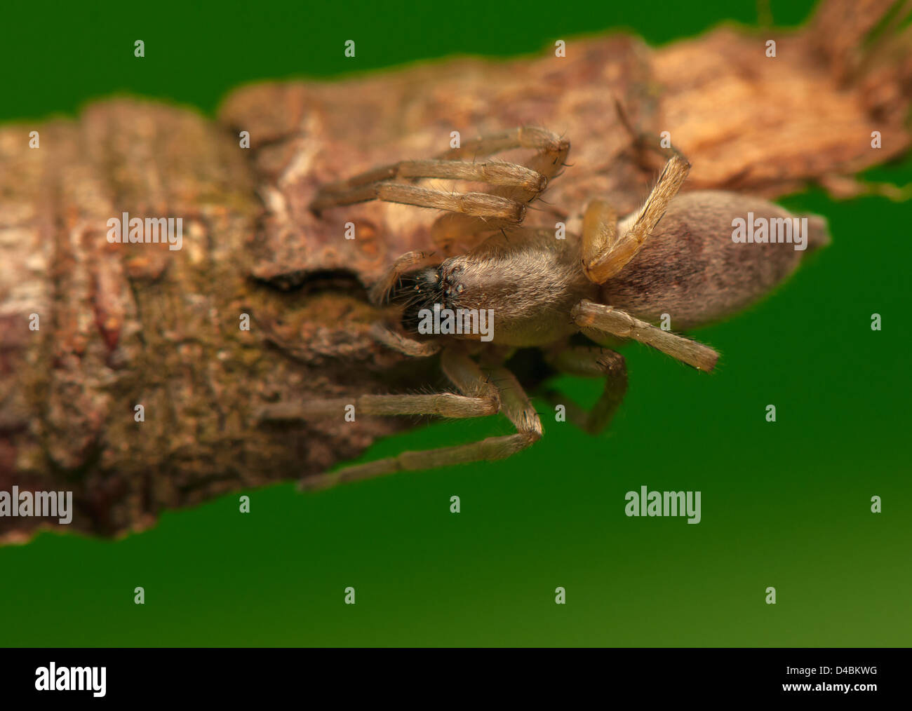 Clubiona spider hi-res stock photography and images - Alamy