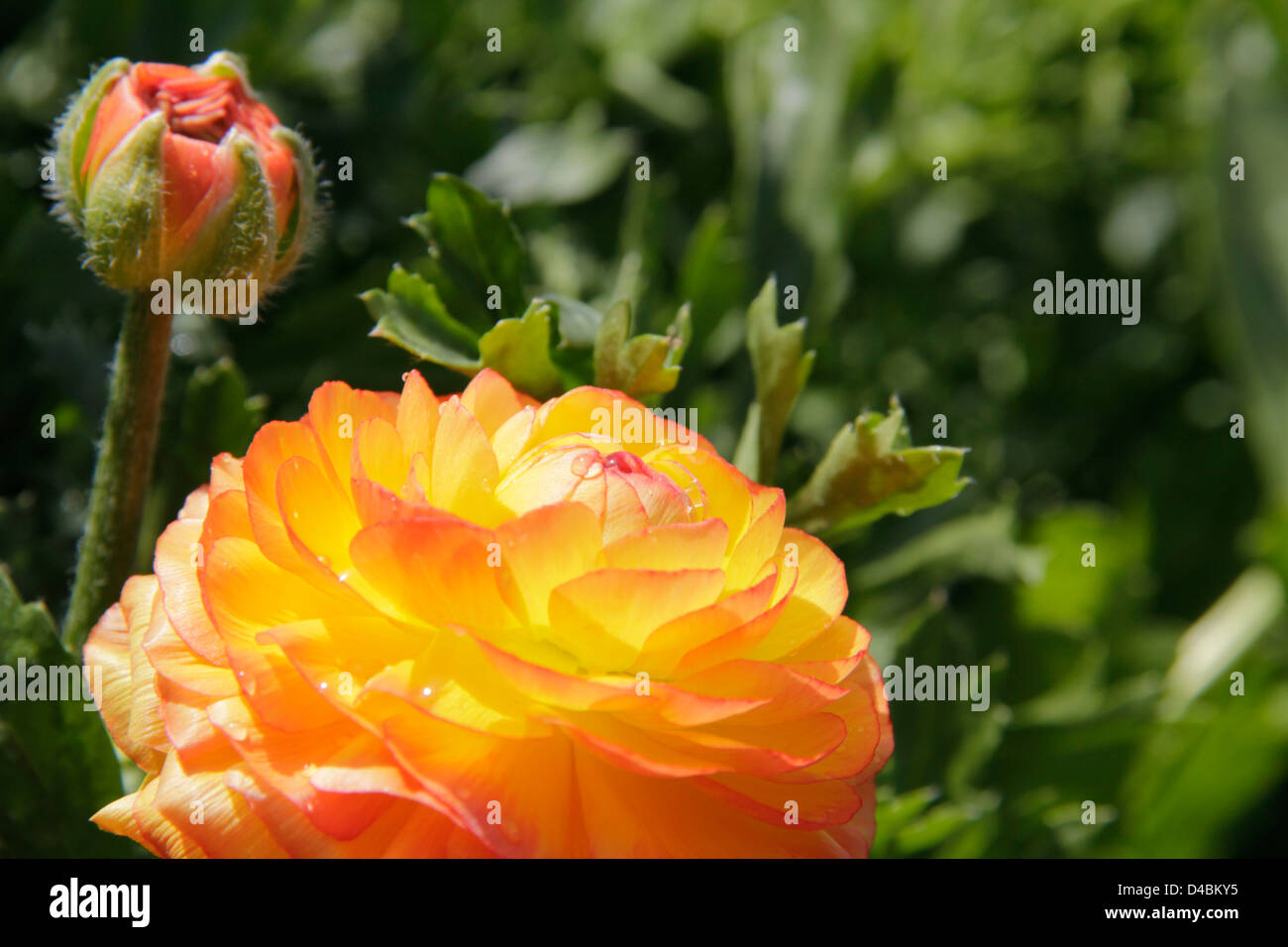 Side view of Yellow - Orange Persian buttercups ( Ranunculus asiaticus ...