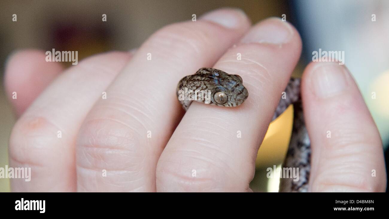 Member of staff of wildlife conservation centre NABU, Baerbel Rogoschik ...