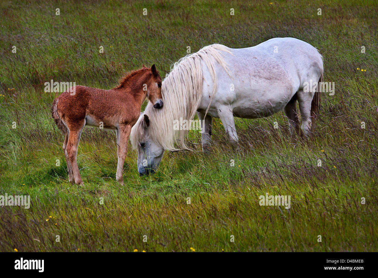 Mother& foal horses grazing, showing love and affection-mother has a ...