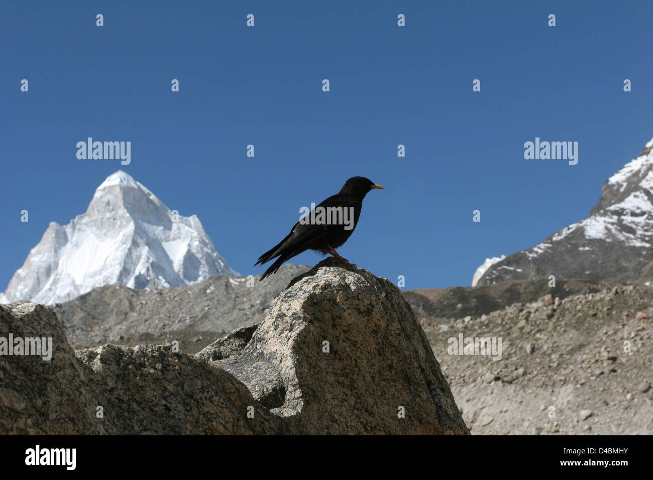 Himalayan crow hi-res stock photography and images - Alamy