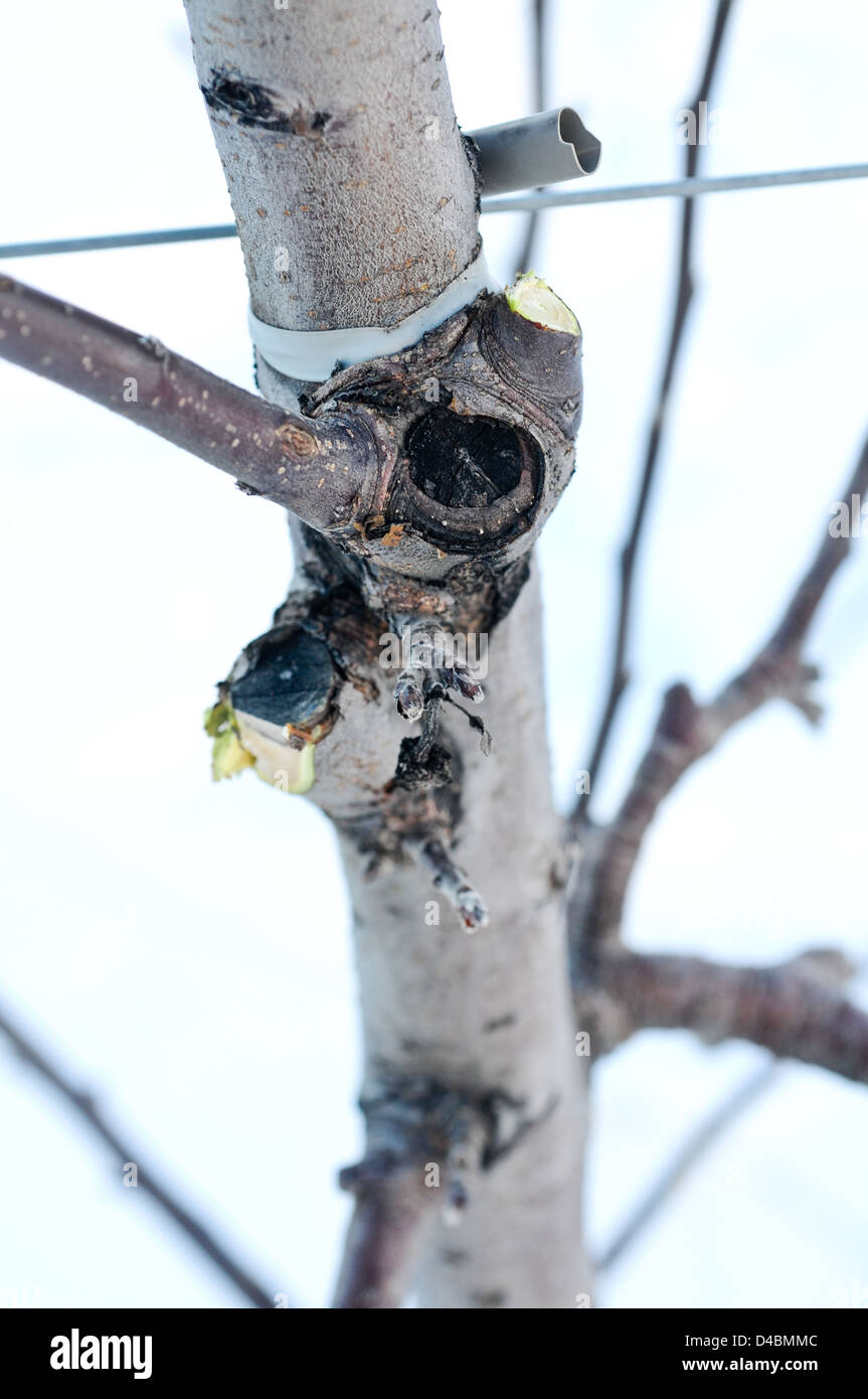 Close up of pruning cut on apple tree branch Stock Photo - Alamy