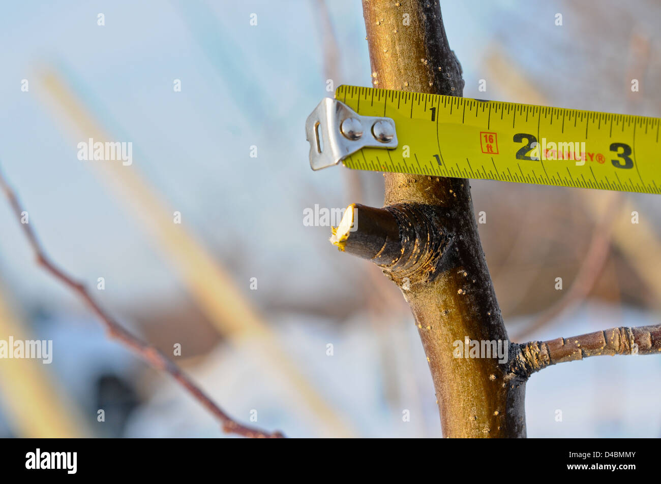 Close up of pruning cut on three-year-old apple tree branch Stock Photo ...