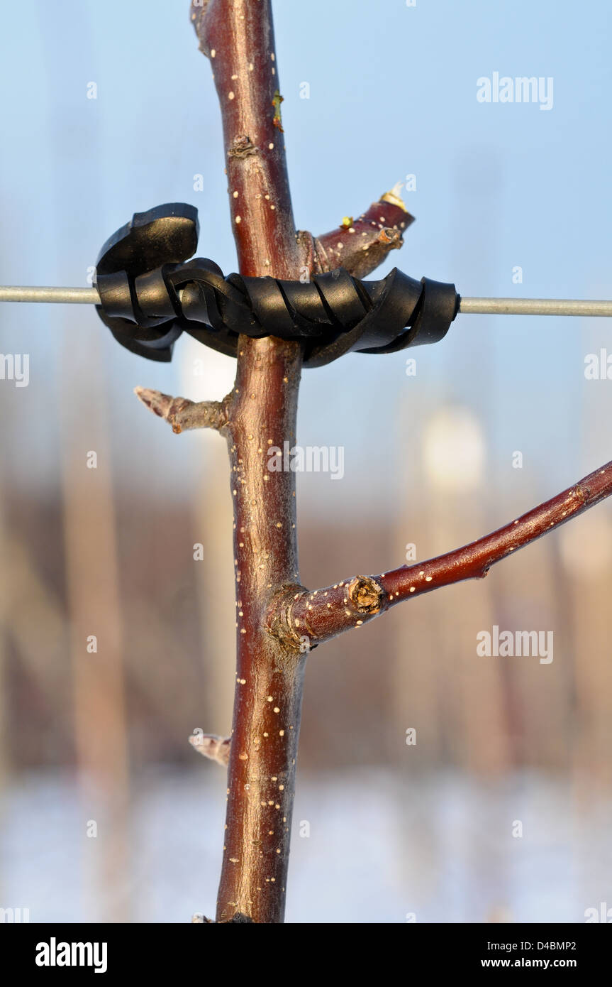 Apple tree tie hi-res stock photography and images - Alamy