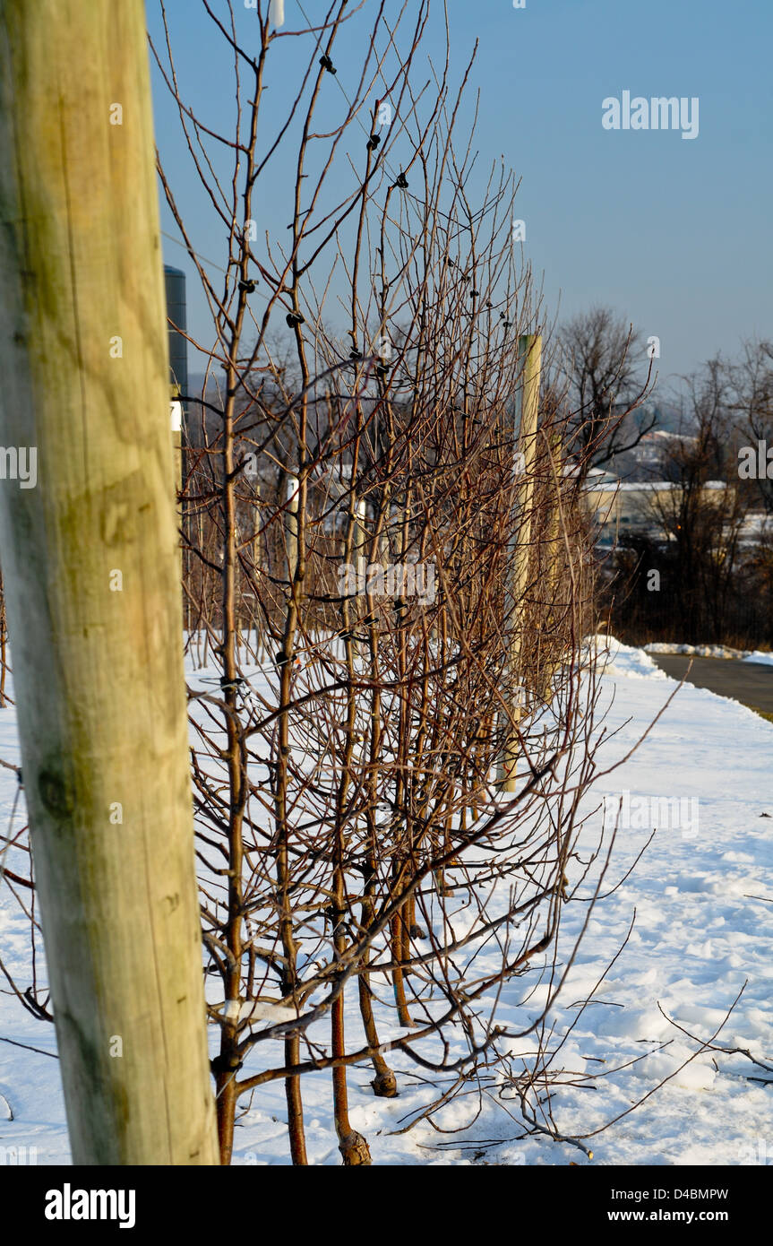 Row of fruit trees hi-res stock photography and images - Alamy