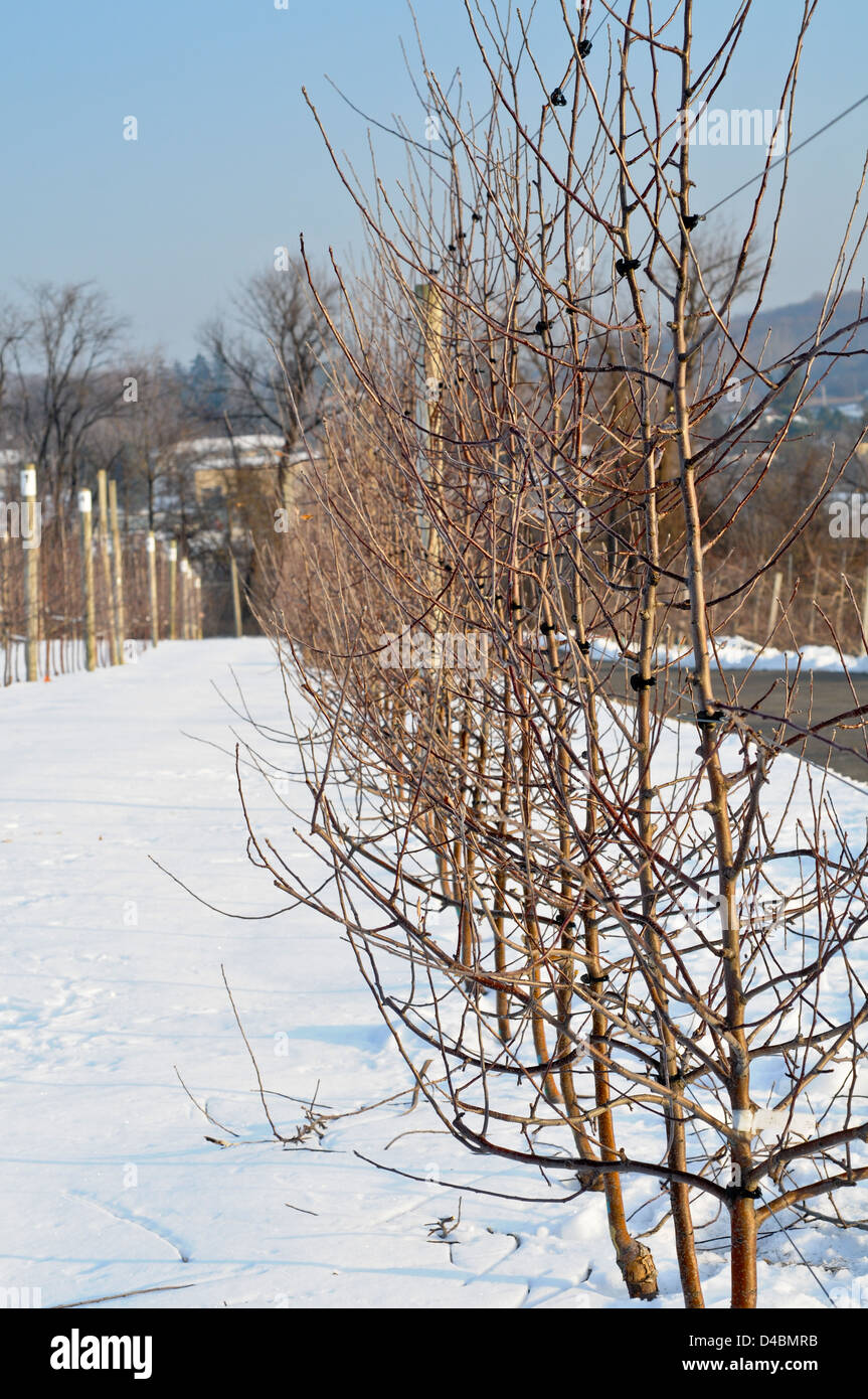 Row of fruit trees hi-res stock photography and images - Alamy