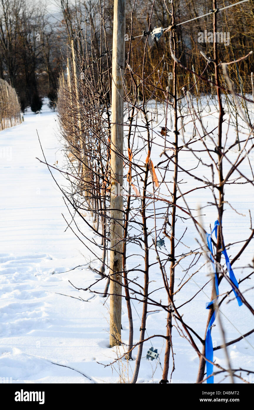 Row of apple trees in the winter in Upstate, New York Stock Photo - Alamy