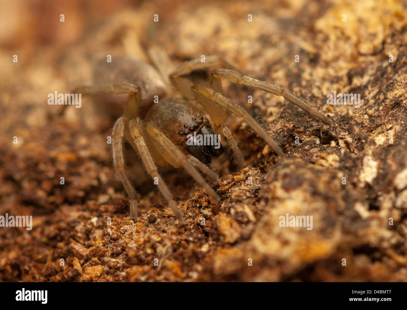Clubiona spider hi-res stock photography and images - Alamy