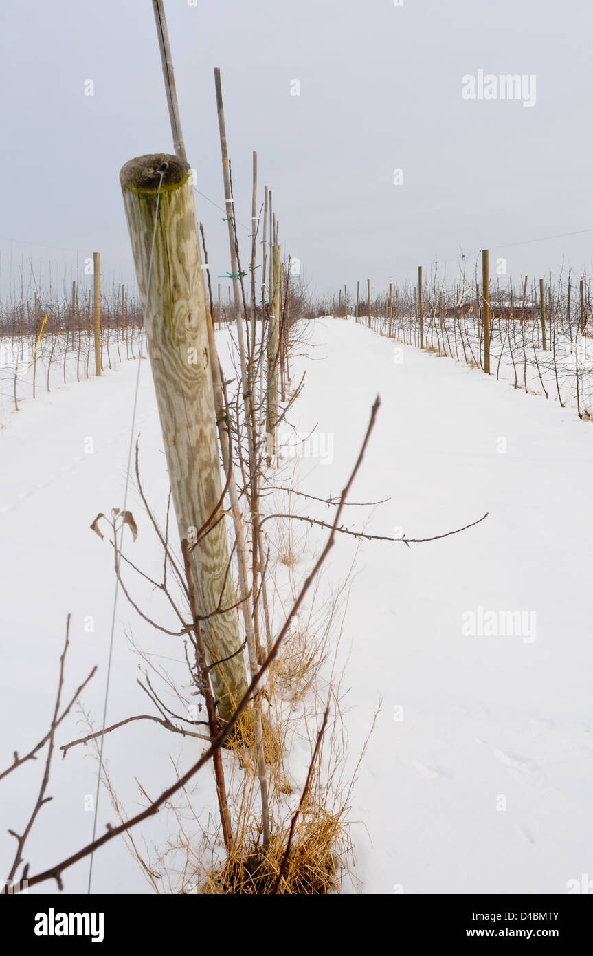 Row of apple trees in the winter in Upstate, New York Stock Photo - Alamy