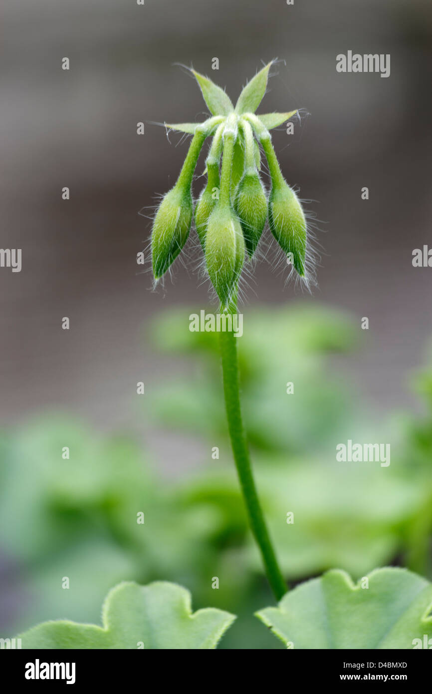 Geranium plant roots hi-res stock photography and images - Alamy