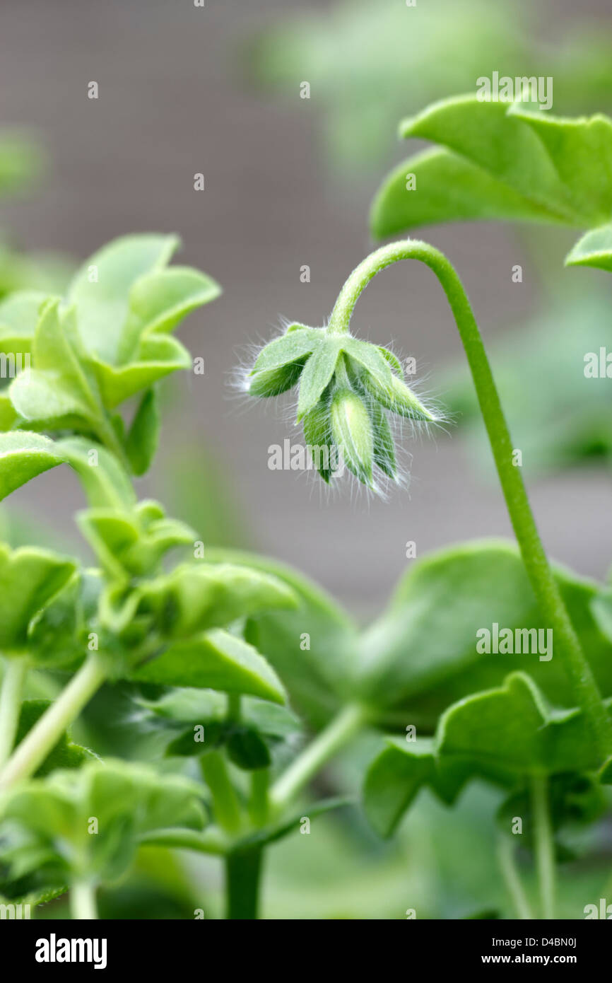 Geranium plant roots hi-res stock photography and images - Alamy