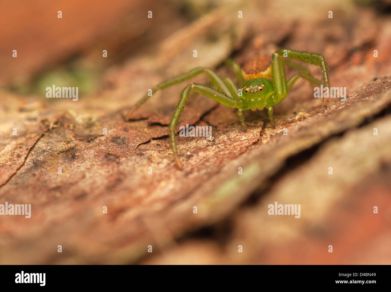 Diaea dorsata hi-res stock photography and images - Alamy
