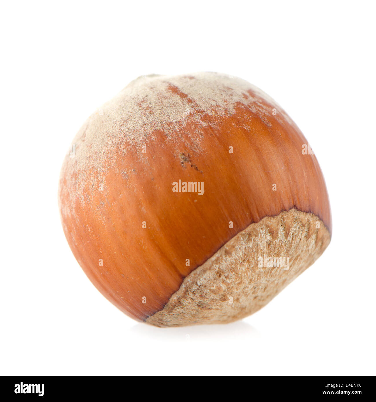 Hazelnut isolated on white background Stock Photo - Alamy