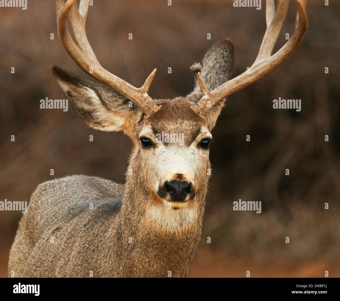 Stag head hi-res stock photography and images - Alamy