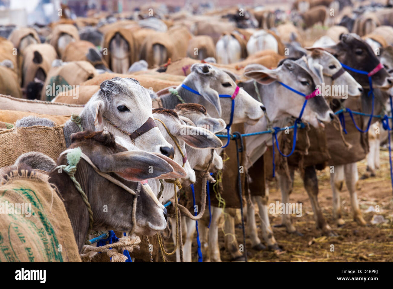 Nagaur hi-res stock photography and images - Alamy