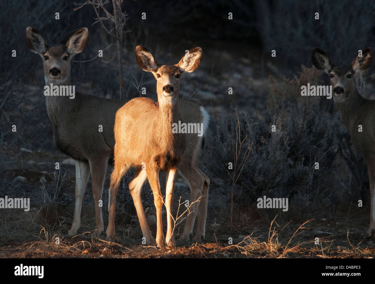 Mule deer at sunset in Arizona, USA Stock Photo - Alamy