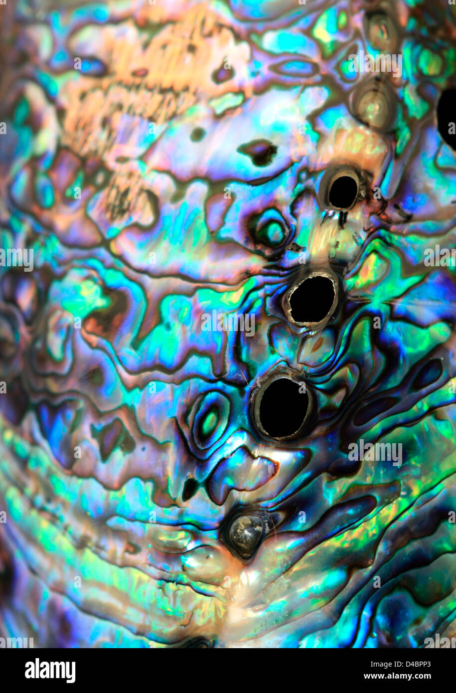 Paua abalone ( Haliotis iris) shellfish colourful detail Stock Photo ...