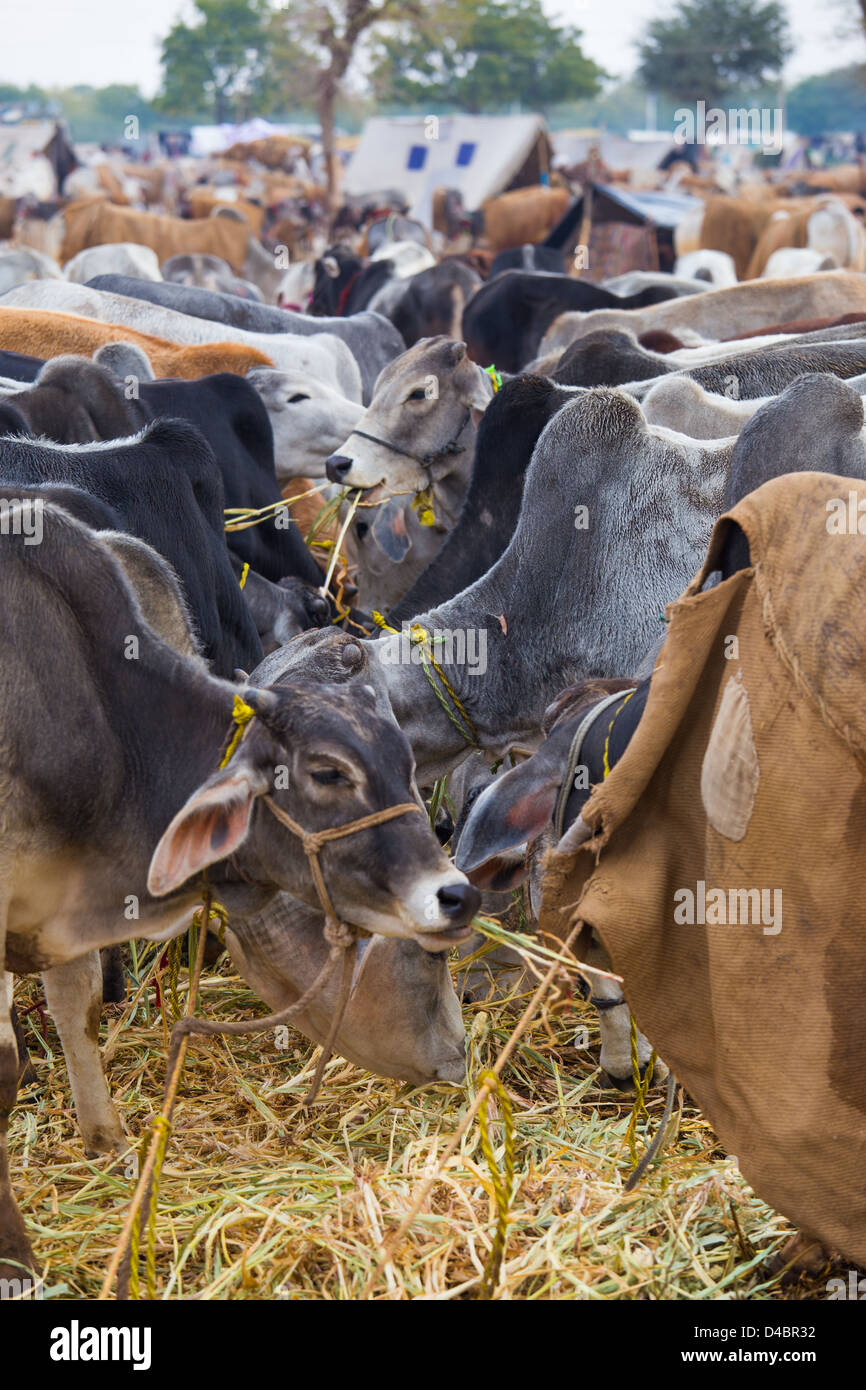 Nagaur mela hi-res stock photography and images - Alamy