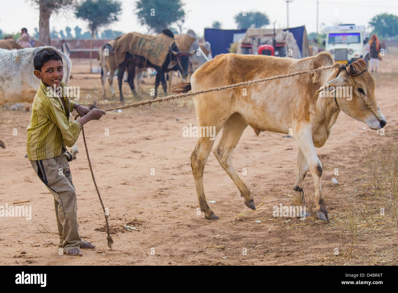 Boy cow hi-res stock photography and images - Alamy