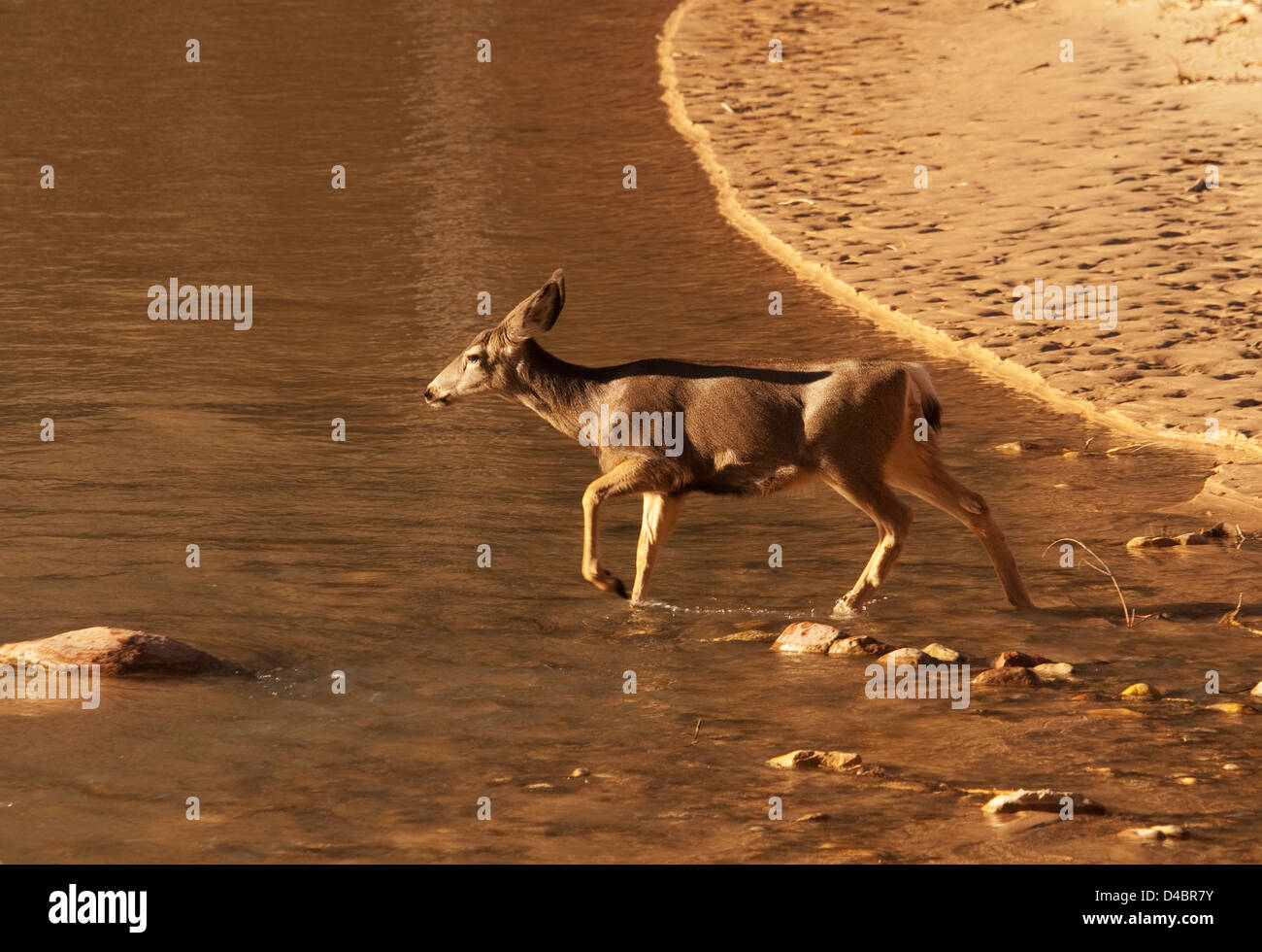 Mule Crossing High Resolution Stock Photography and Images - Alamy