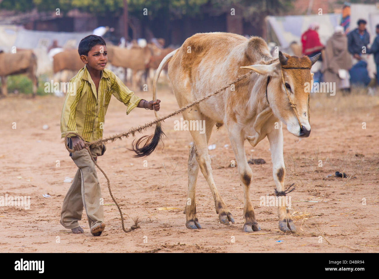 Boy and cow hi-res stock photography and images - Alamy