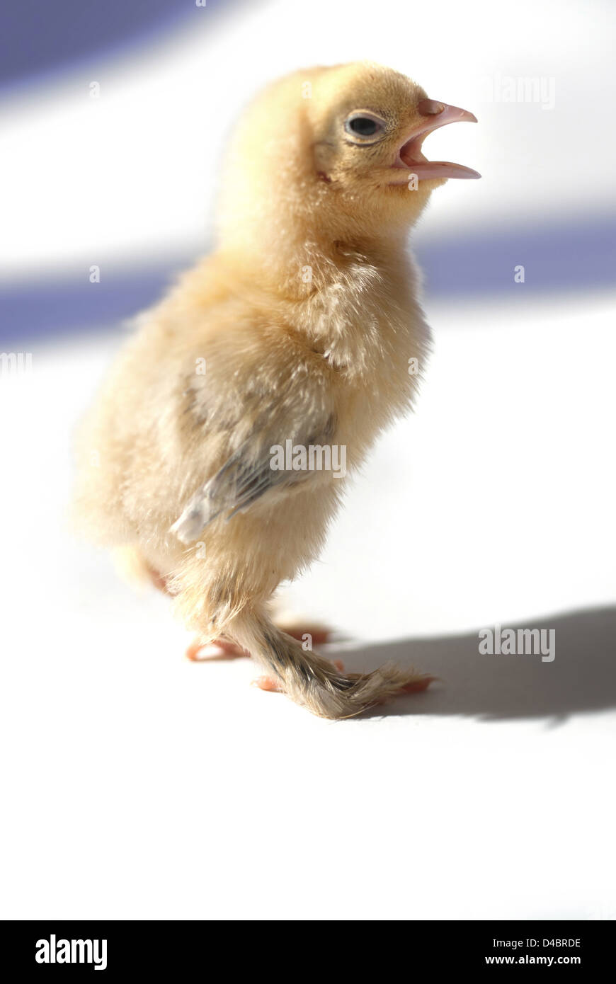 Adorable fluffy easter chick hi-res stock photography and images - Alamy