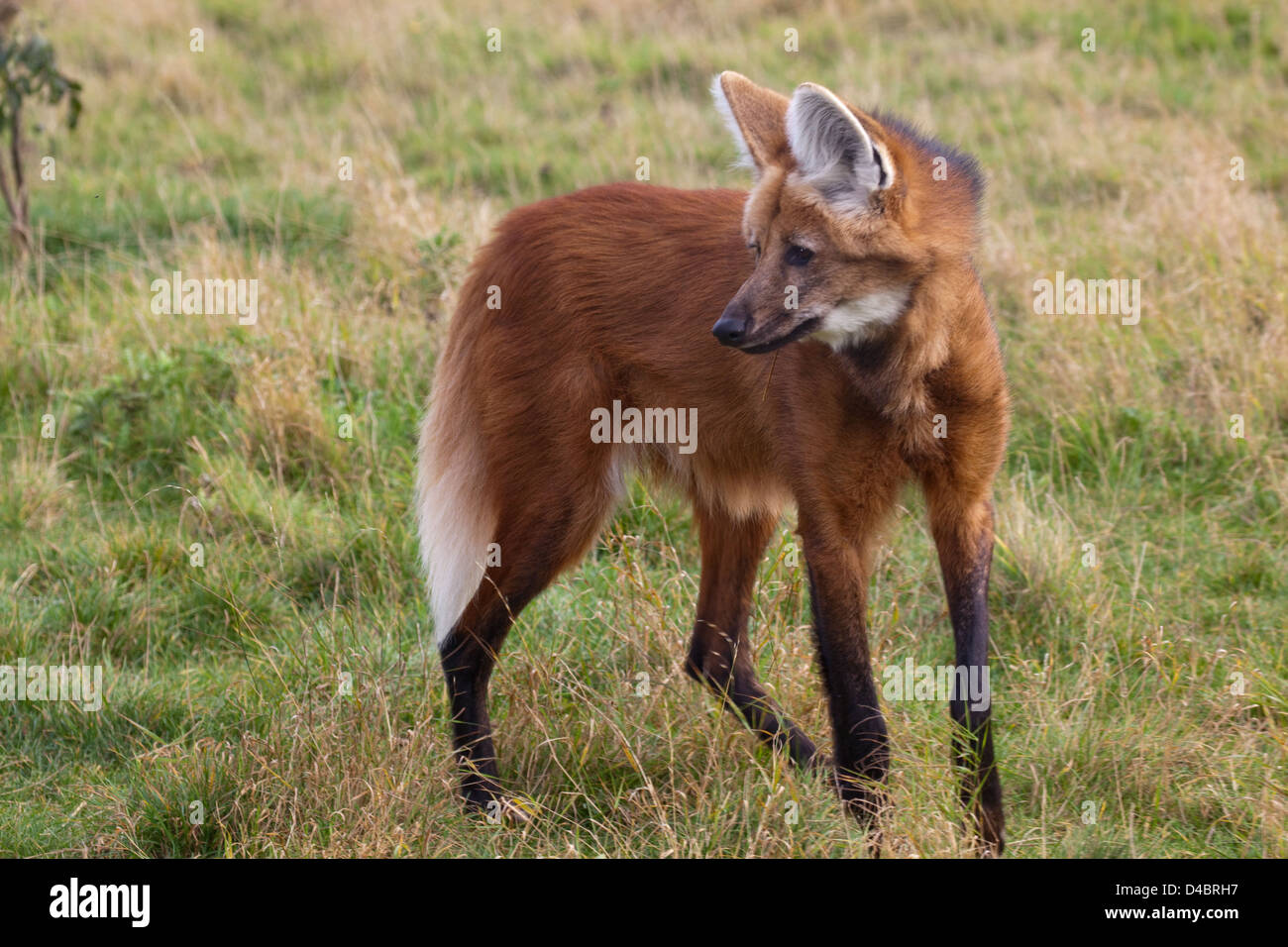 Maned wolf argentina hi-res stock photography and images - Alamy