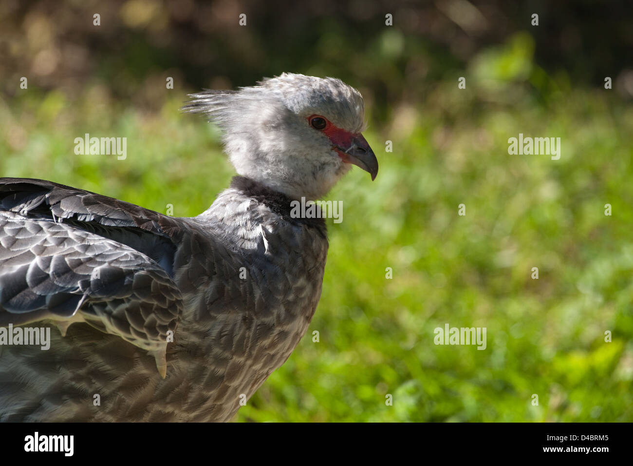 Crested or Southern Screamer Chauna torquata Stock Photo - Alamy