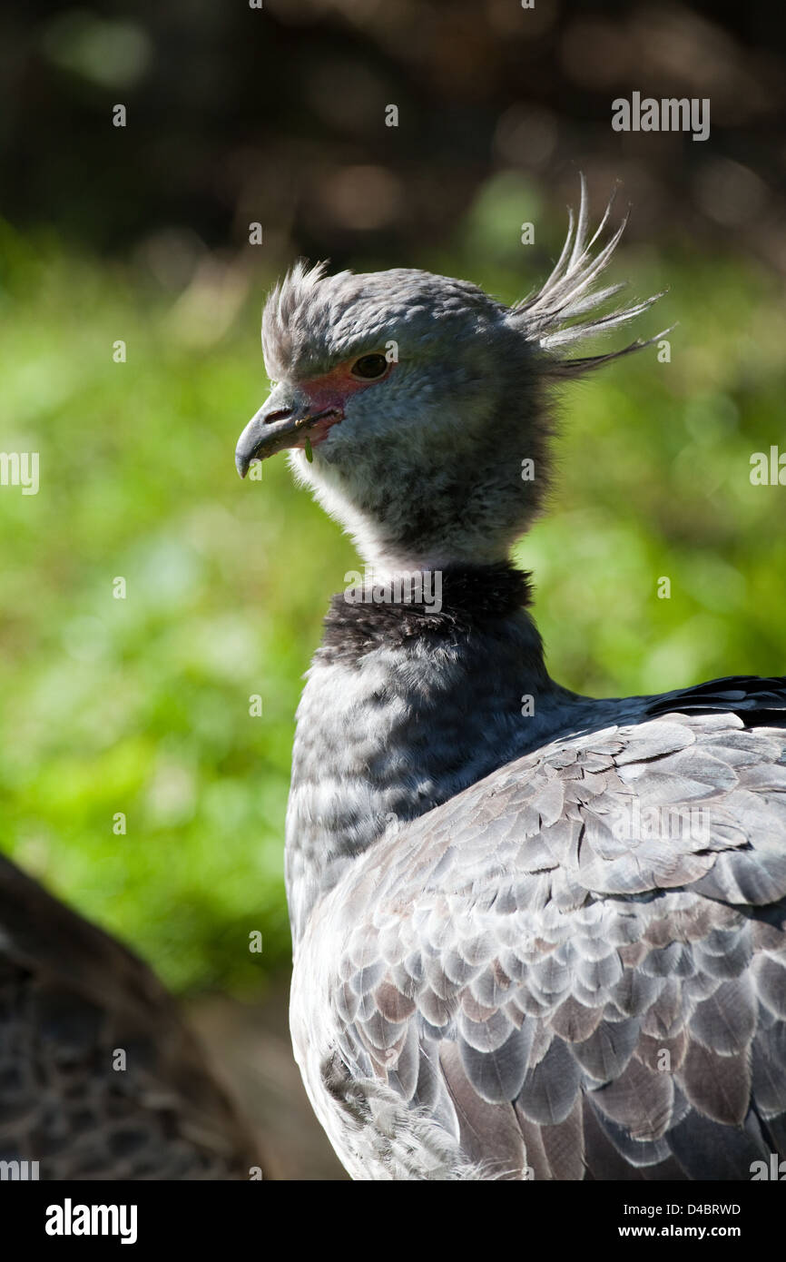 Southern or Crested Screamer Chauna torquata. Portrait Stock Photo - Alamy