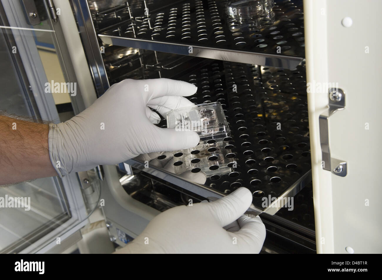 Doctors hands placing fertilized embryos into hi-res stock photography ...