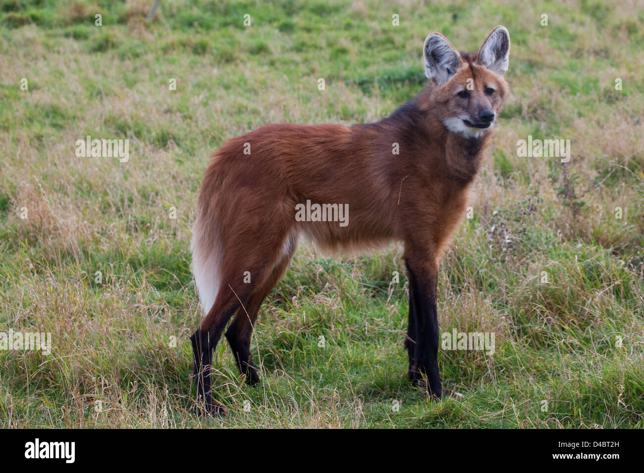 Maned Wolf (Chrysocyon brachyurus). Largest canid of South America. Vulnerable. Hunter of small ...