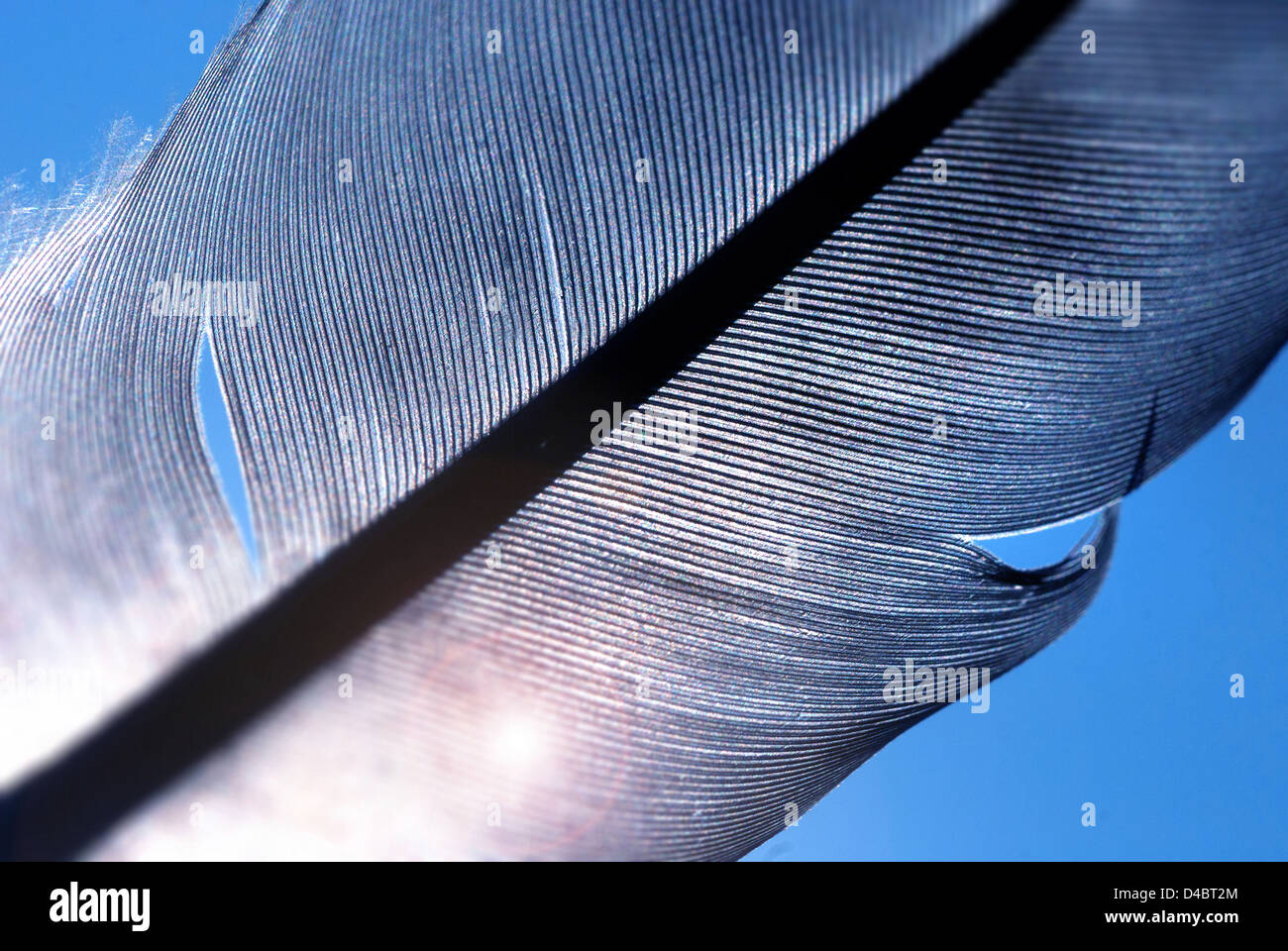 Close up of feather Stock Photo - Alamy
