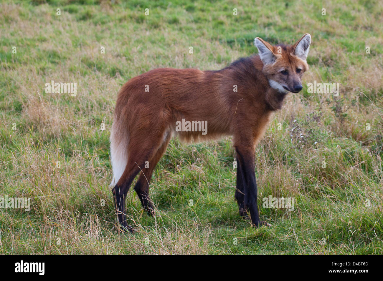 MANED WOLF Chrysocyon brachyurus. Grasslands South America Stock Photo ...