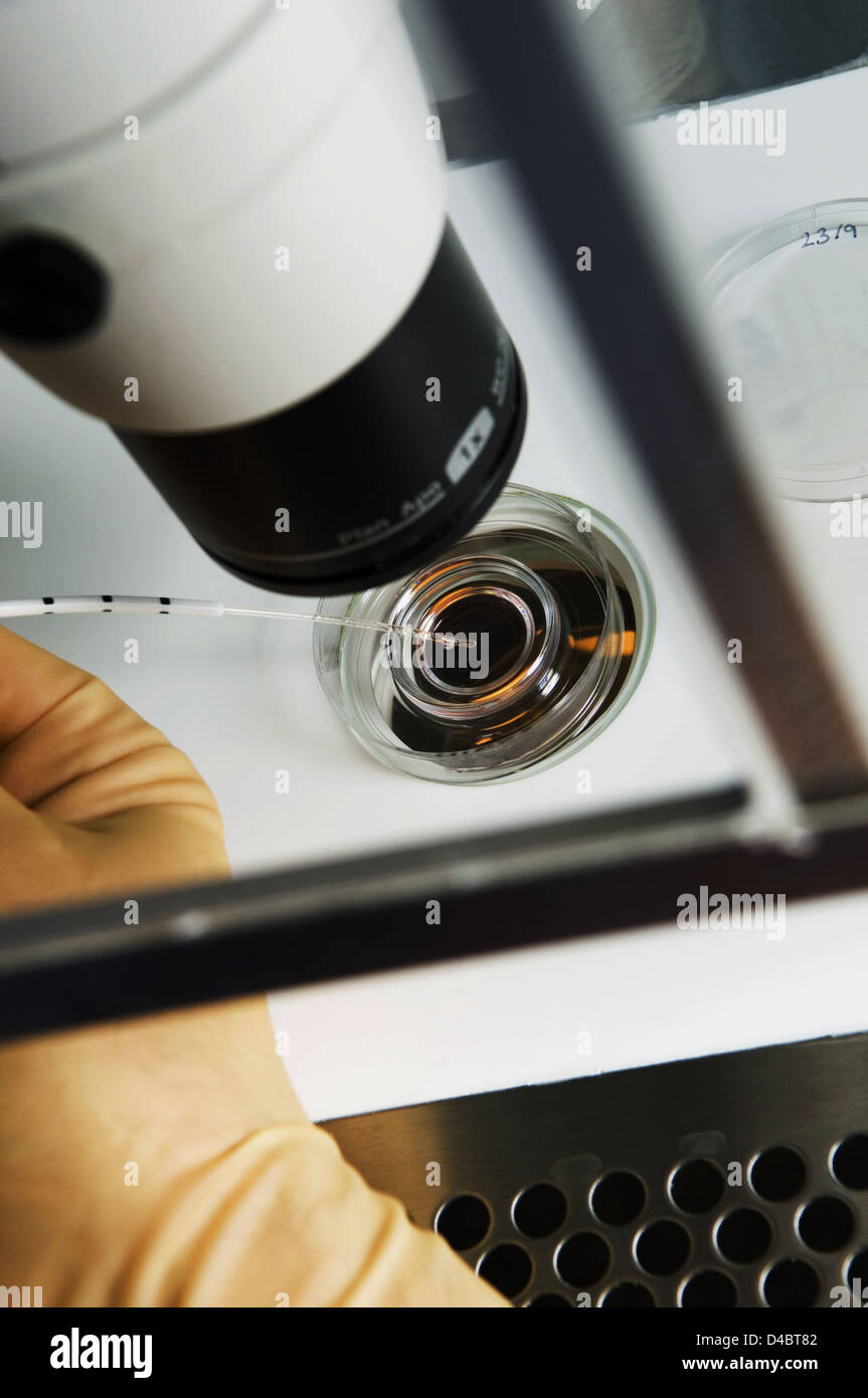 Before implantation into female patients viable embryos selected in ...