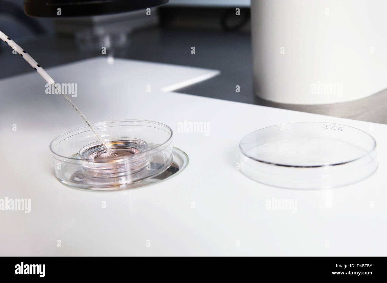 Before implantation into female patients viable embryos selected in ...