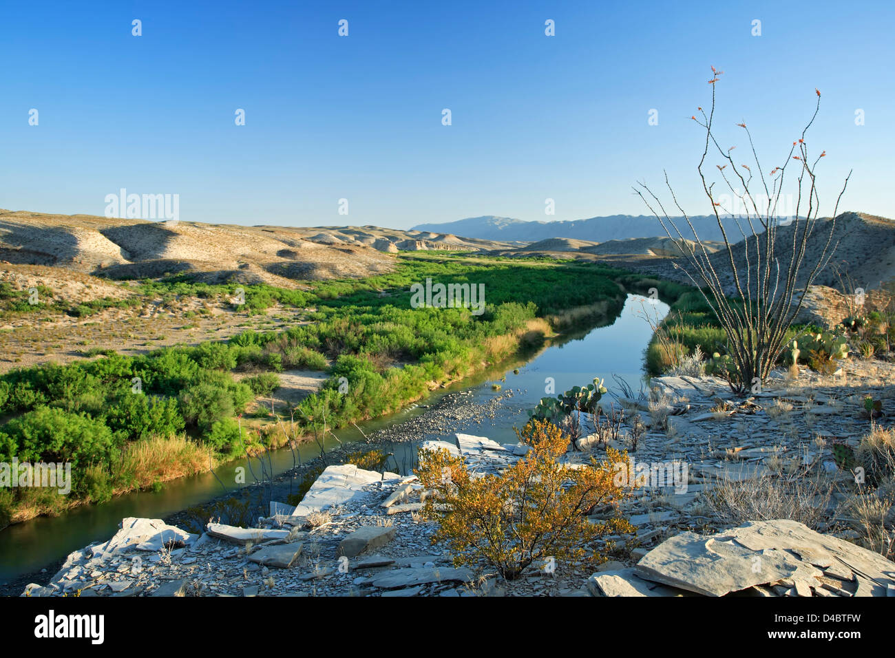 Red-tipped ocotillo (Fouquieria splendens), Rio Grande, desert ...