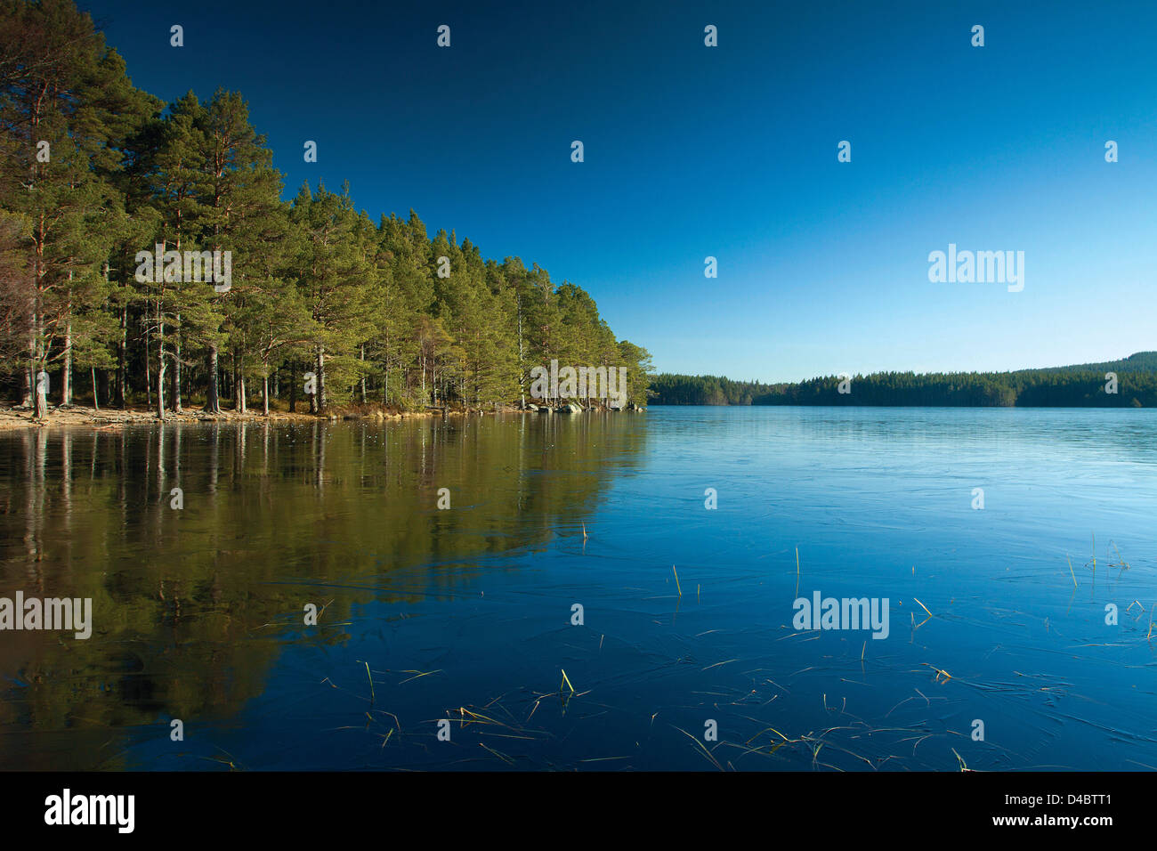 Loch garten nature reserve hi-res stock photography and images - Alamy