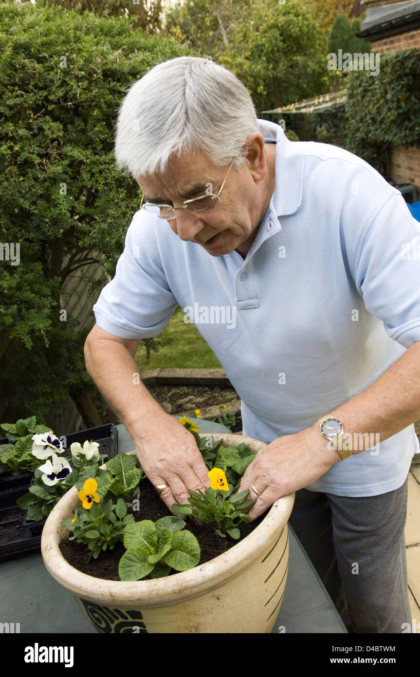 Senior man planting pansy violets in garden Stock Photo - Alamy