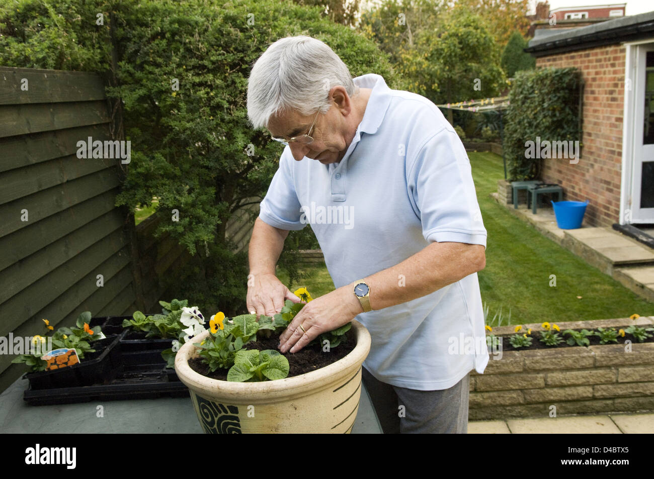 Senior man planting pansy violets in garden Stock Photo - Alamy