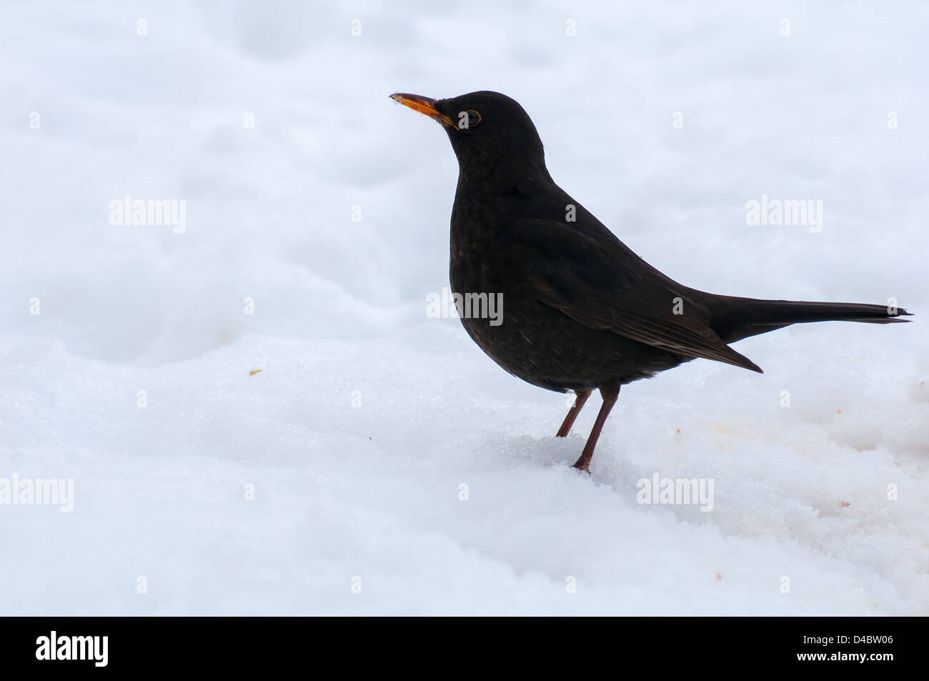 Gleaming snow hi-res stock photography and images - Alamy